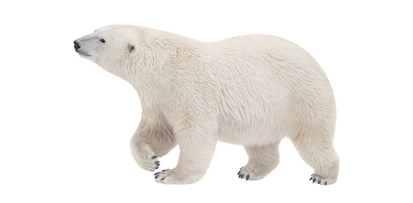 The Bear Boy Flashcards by ProProfs