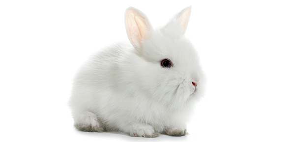 Rabbit Vocabulary Flashcards by ProProfs