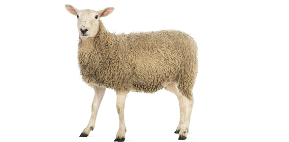 BAA BAA BLACK SHEEP Flashcards by ProProfs