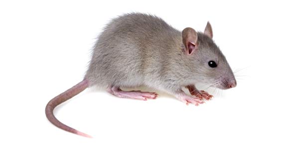 Shrinking Mouse Flashcards by ProProfs