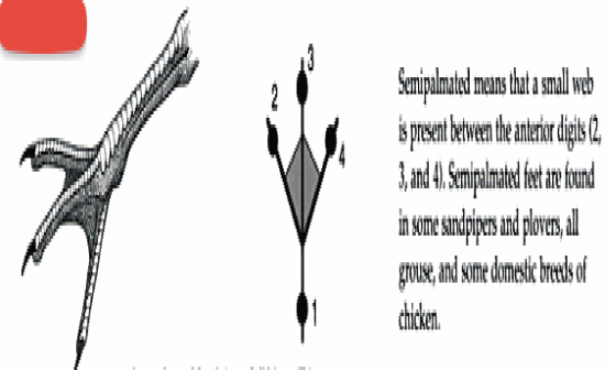 Bird Foot Topography Flashcards by ProProfs
