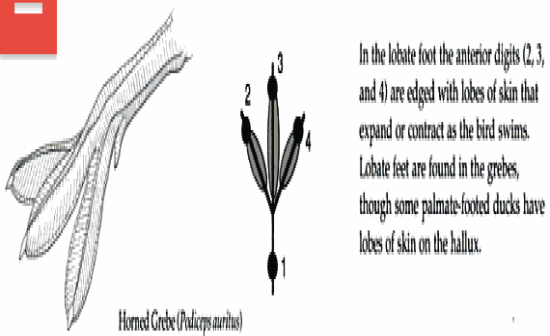 Bird Foot Topography Flashcards by ProProfs