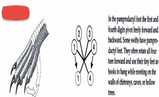 Bird Foot Topography Flashcards by ProProfs