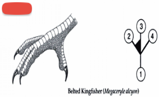 Bird Foot Topography Flashcards by ProProfs