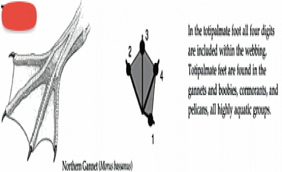 Bird Foot Topography Flashcards by ProProfs
