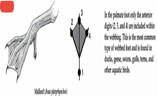 Bird Foot Topography Flashcards by ProProfs