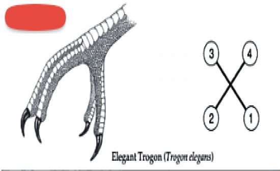 Bird Foot Topography Flashcards by ProProfs