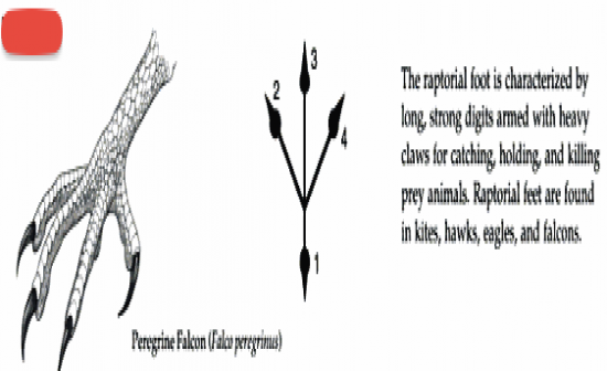 Bird Foot Topography Flashcards by ProProfs